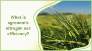 What Is Agronomic Nitrogen Use Efficiency What Is Agronomic Nitrogen Use Efficiency